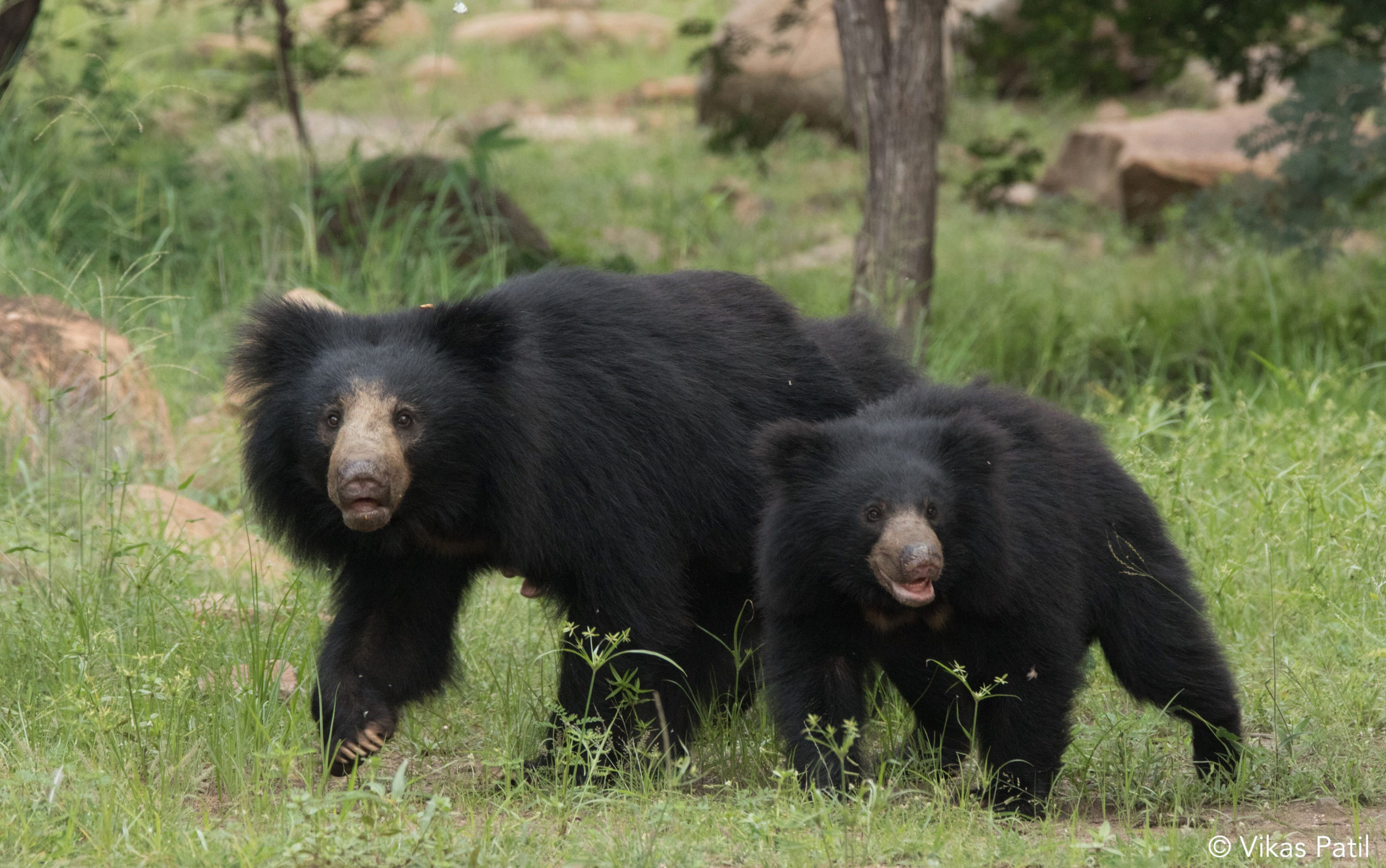 ವನ್ಯಜೀವಿಗಳ ಸಂಚಾರ ಸರಾಗ ಮಾಡಲು ನಾವು ಭೂಪ್ರದೇಶಗಳ ಬಳಕೆಯನ್ನು ಮರುಚಿಂತಿಸಬೇಕಿದೆ ...