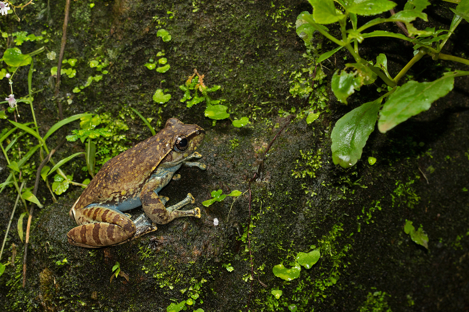 Croaking frogs and coffee beans: Unlikely partners in conservation ...