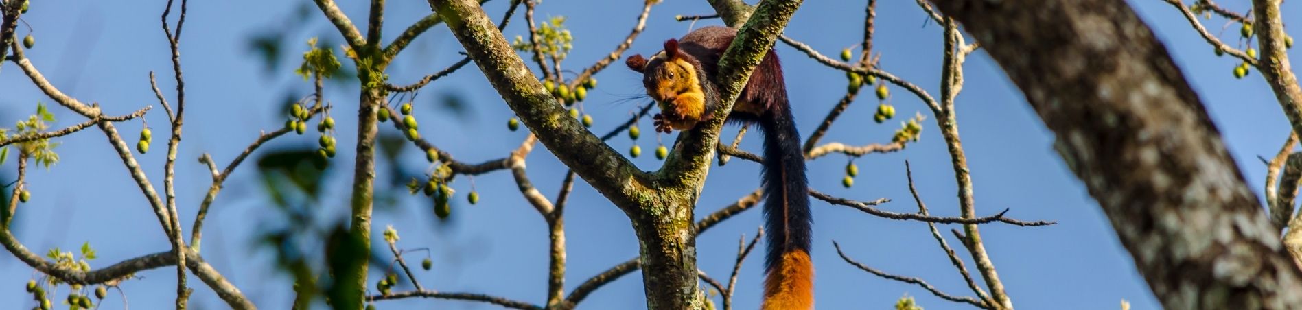 Wild Science Blogs - Centre for Wildlife Studies