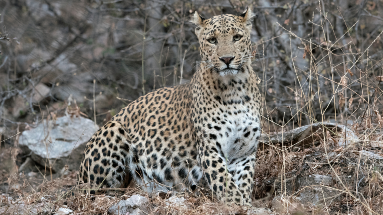 Harmonious Coexistence of Predators: Unveiling the Role of Interactions ...