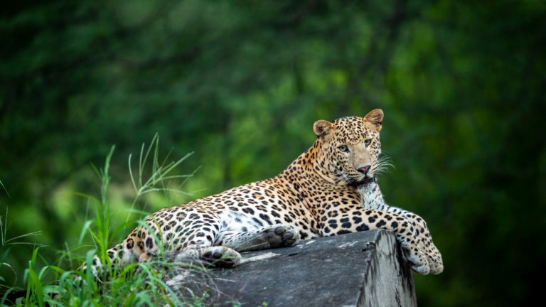 Tea Gardens and Big Cats: Unravelling the Mystery of Leopard Attacks in ...